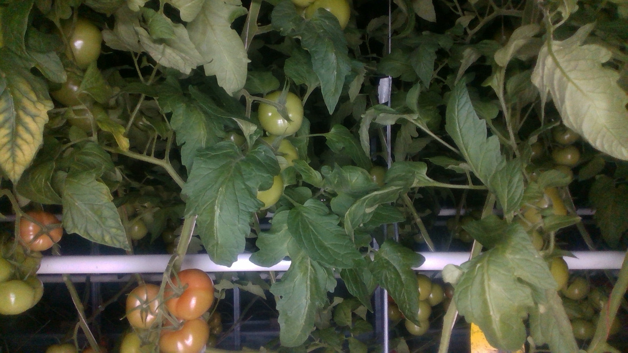 tomatoes Instance Segmentation Dataset by Lascm