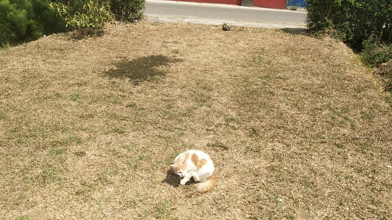 kucing Object Detection Dataset by Sherly Lailatul Qodriah