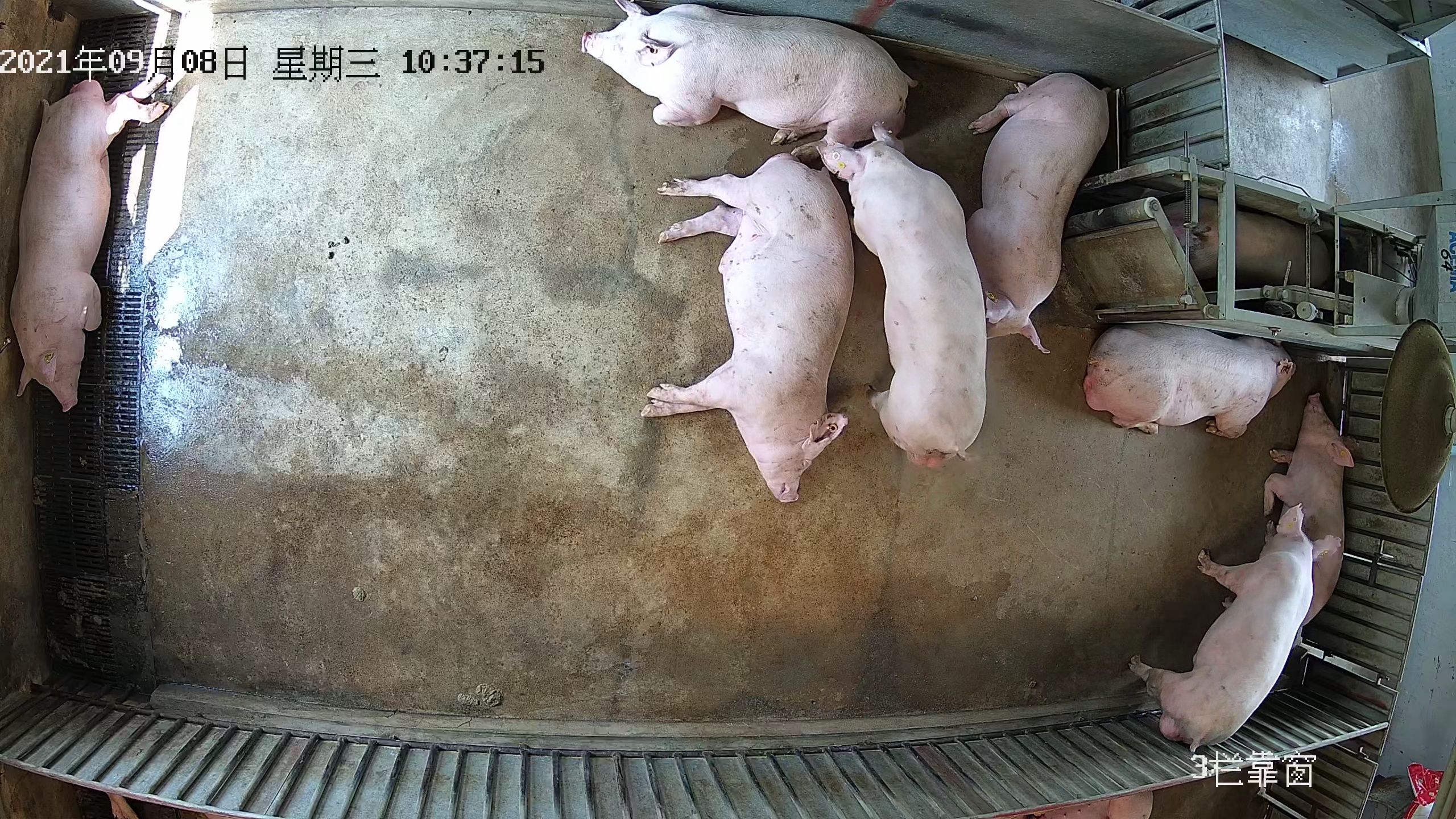 Pigs-Detect Object Detection Dataset by PLP1