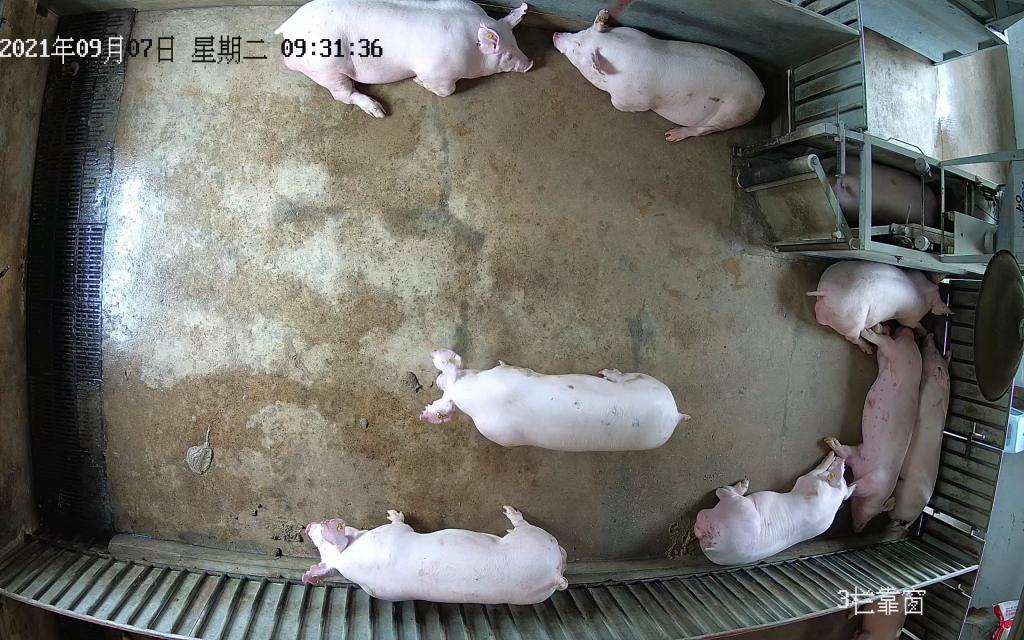 Pigs Object Detection Dataset and Pre-Trained Model by PLP1