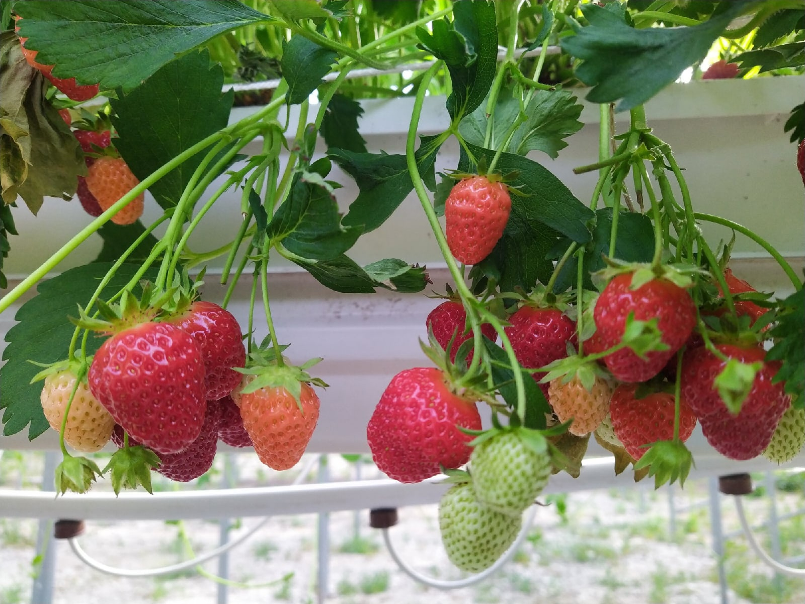 Machine Learning Project (machine-learning-project-tfdd7) - Roboflow ...