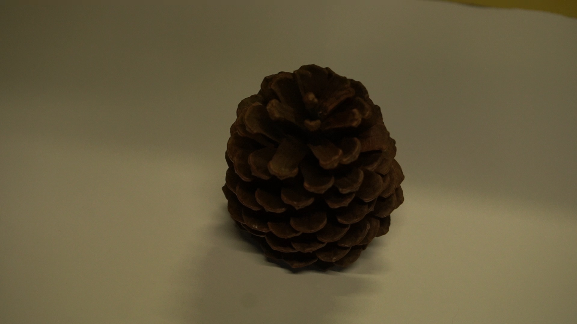 pinecone detection Object Detection Dataset by rheinwaal of applied science