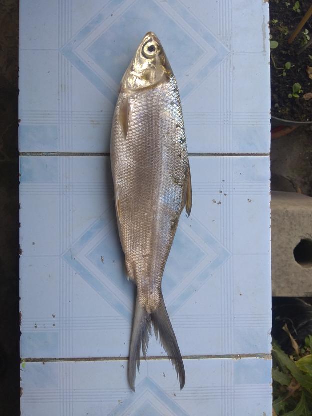 train_fish Object Detection Dataset by detection