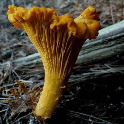 Tim wu (tim-wu-urugw) - Roboflow Universe