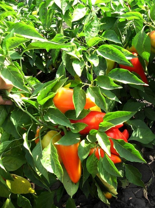 How to Use the ripe-pepper-detection Object Detection API