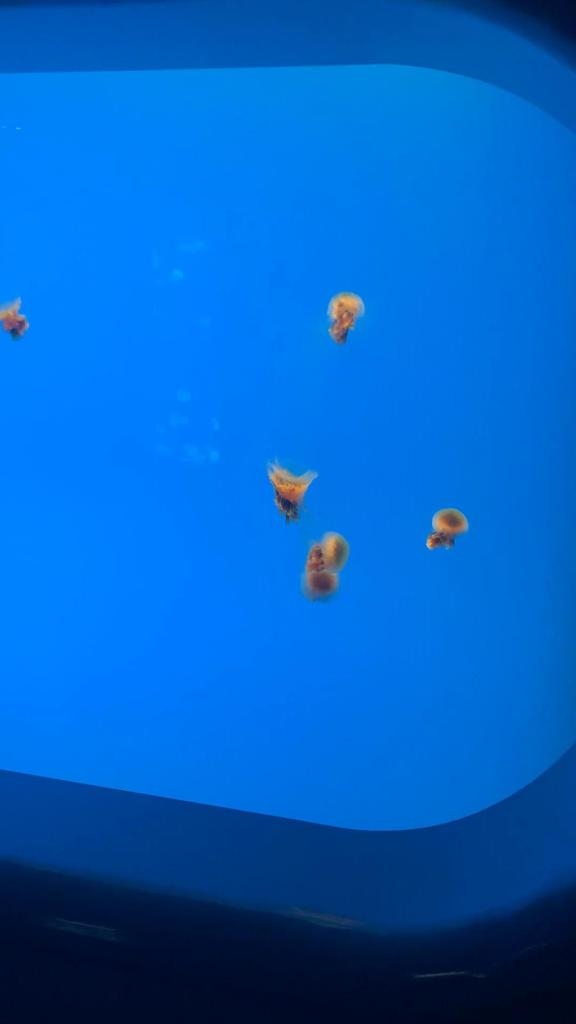 Aquarium Cots Detection Object Detection Dataset By Underwater Object