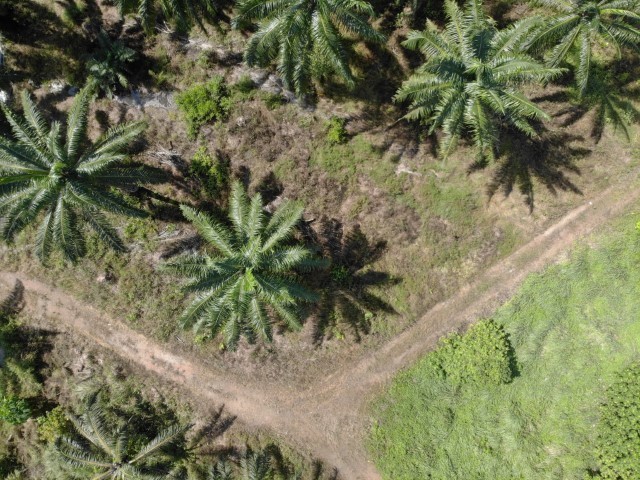 Palm Oil Tree Object Detection Dataset By Object Detection