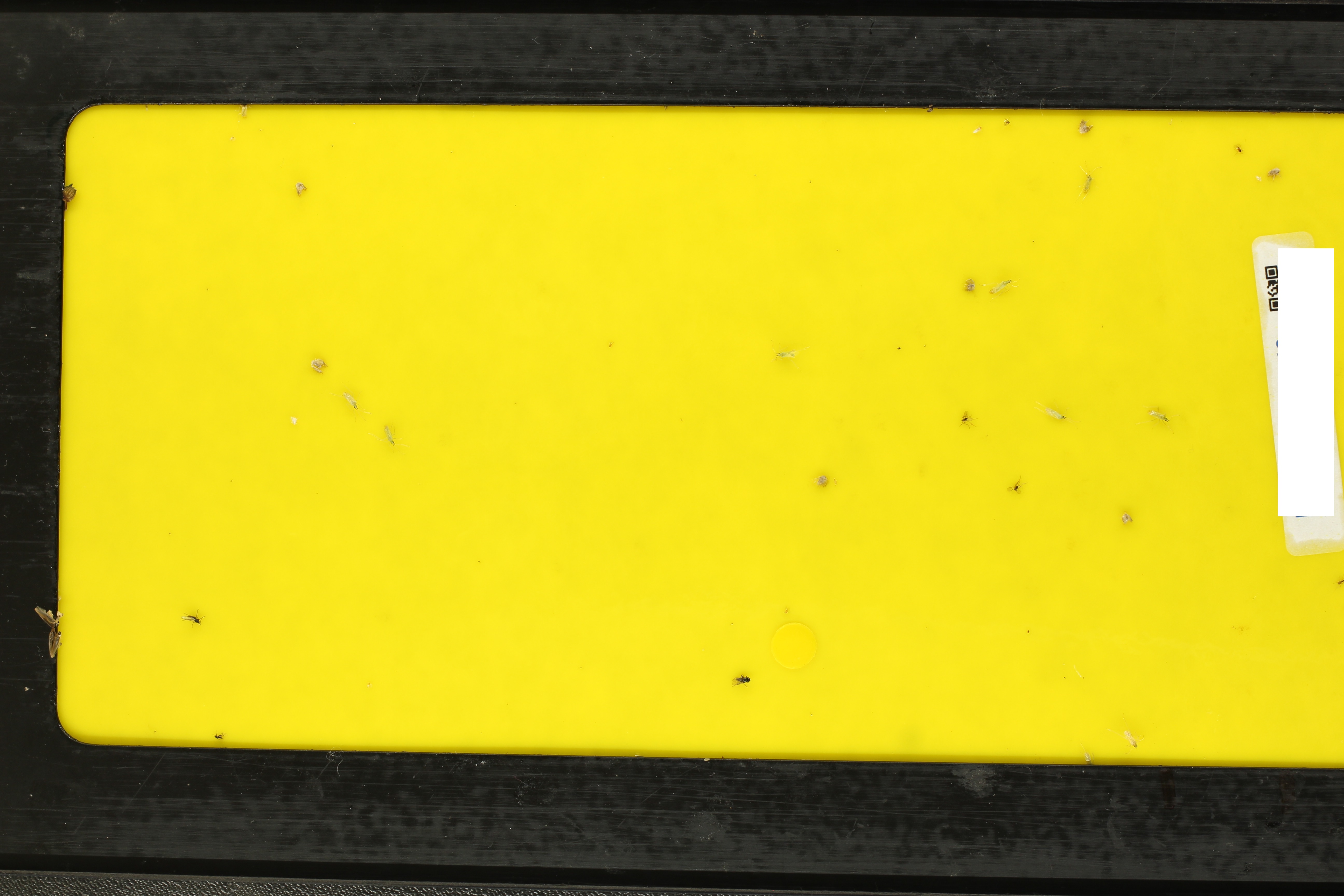 Insects Classification Object Detection Dataset By Majorproject