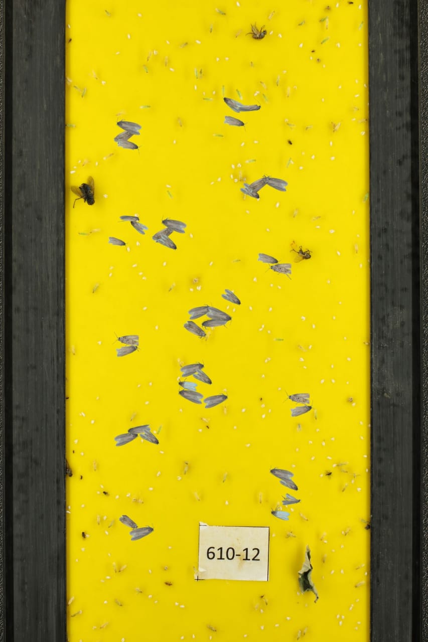 OpisinaArenosella Object Detection Dataset by MajorProject