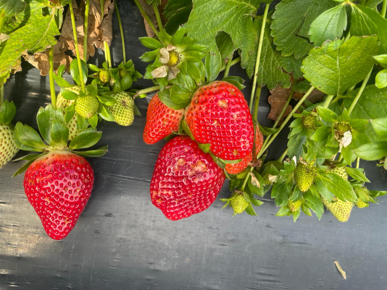 Strawberry Disease Instance Segmentation Dataset by MarStrawberry