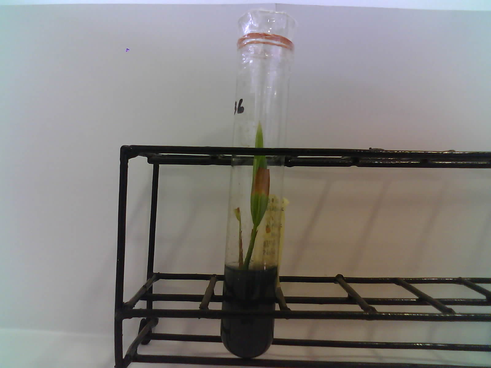 Plant Disease Identify Instance Segmentation Dataset And Pre Trained