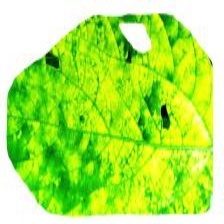 soybean disease detection Object Detection Dataset by soybean