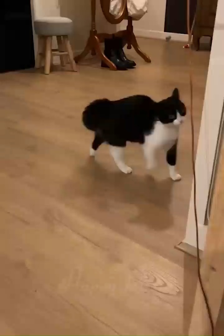 dog-cat Object Detection Model by cake and ing