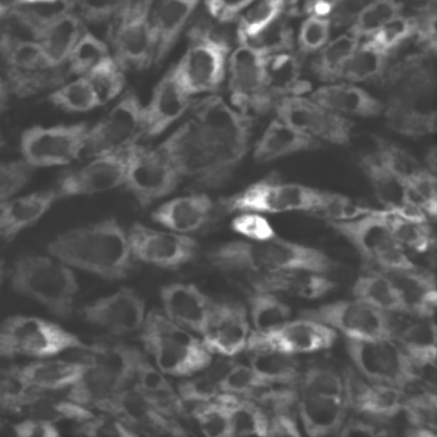 640x640 Cells Instance Segmentation Instance Segmentation Dataset By Msu 8108