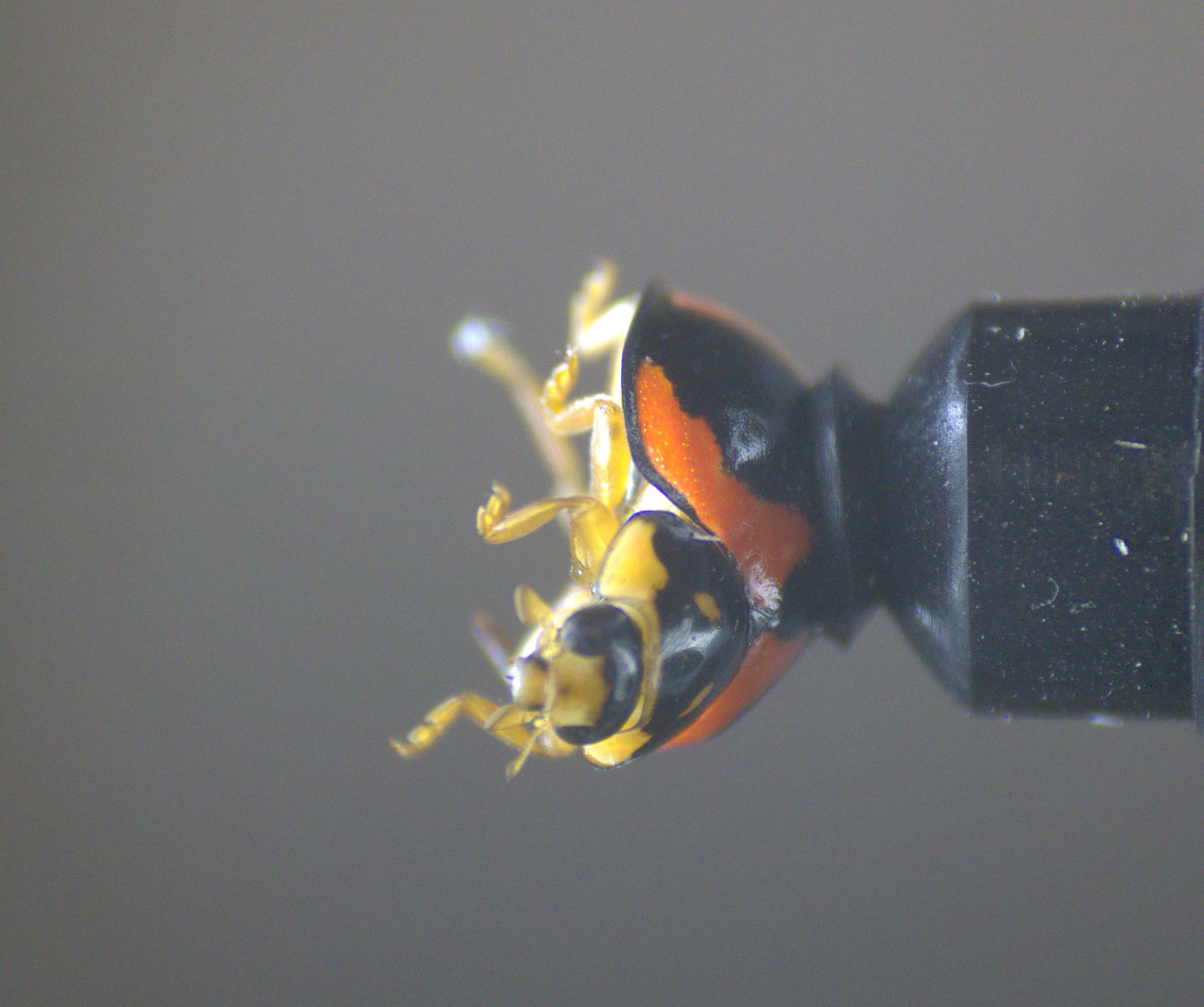 20240116 Object Detection Dataset by ladybug