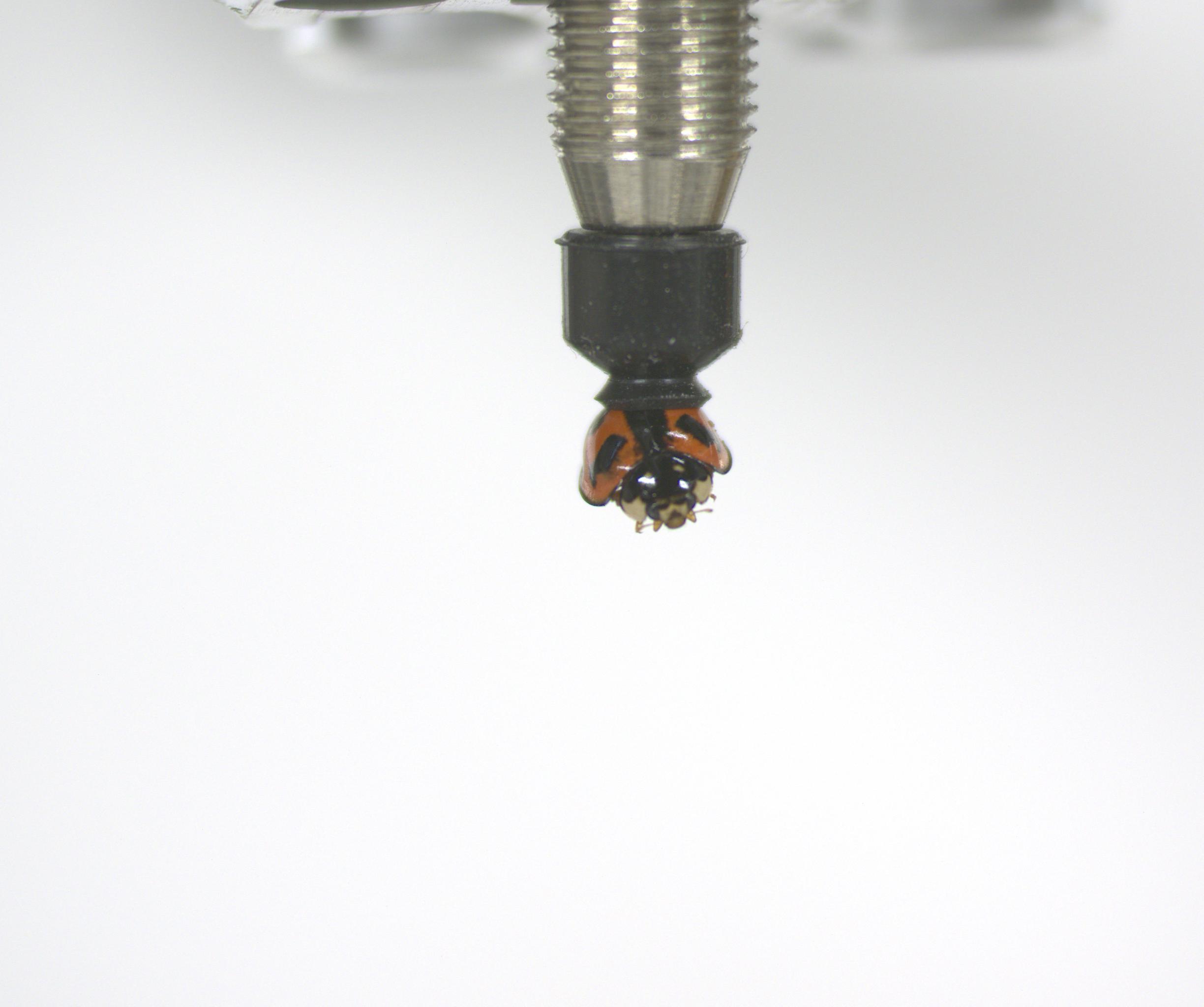 lady1 Object Detection Model by ladybug