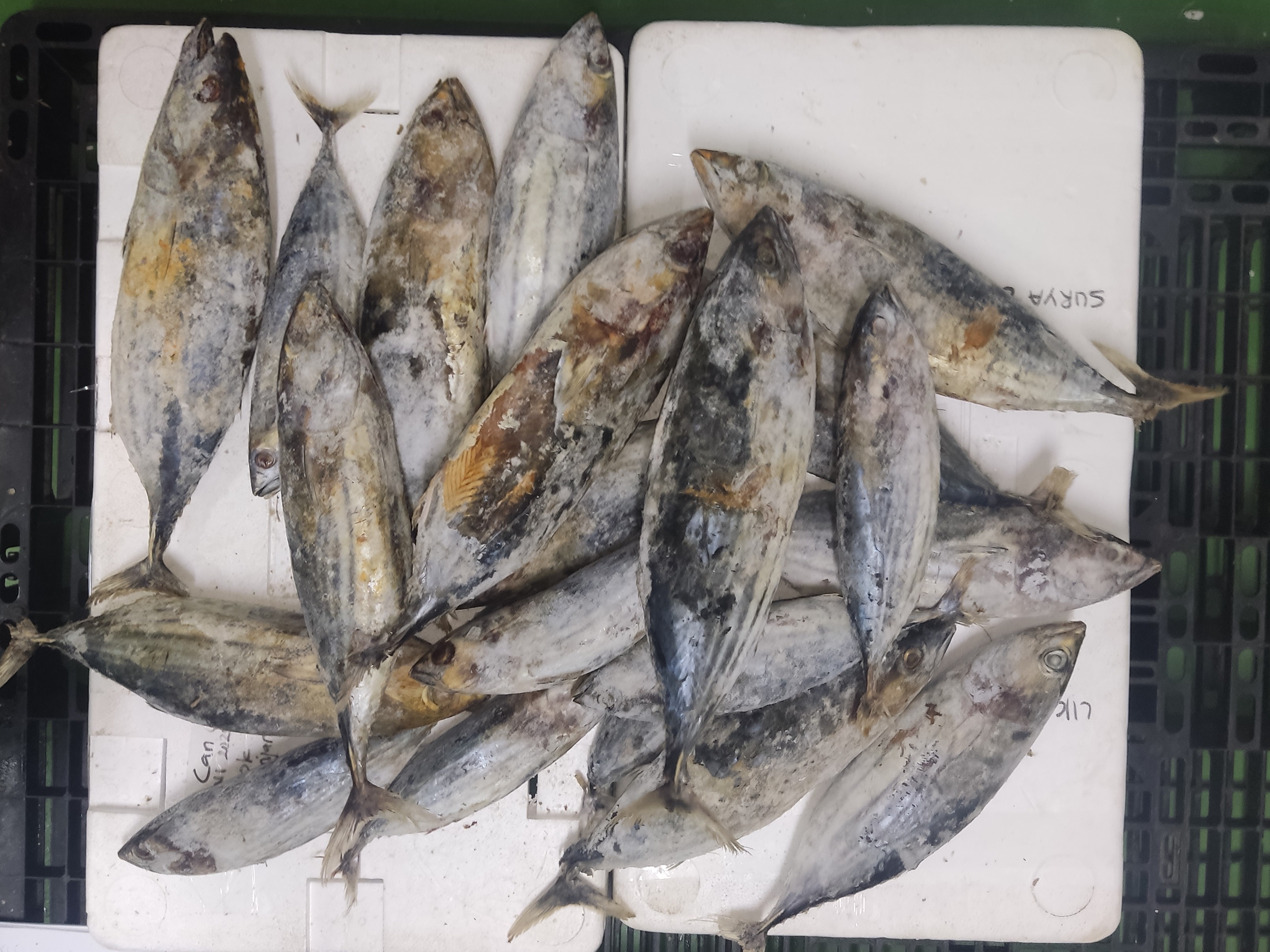 12jun-frozen Object Detection Dataset by projectFishMe