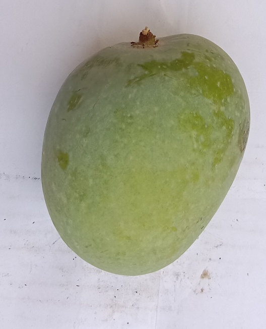 mango classifier - Roboflow Universe