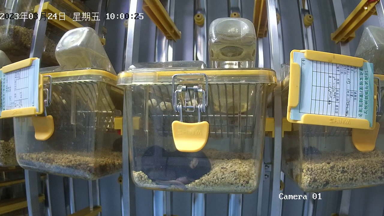 mice Instance Segmentation Dataset by larch