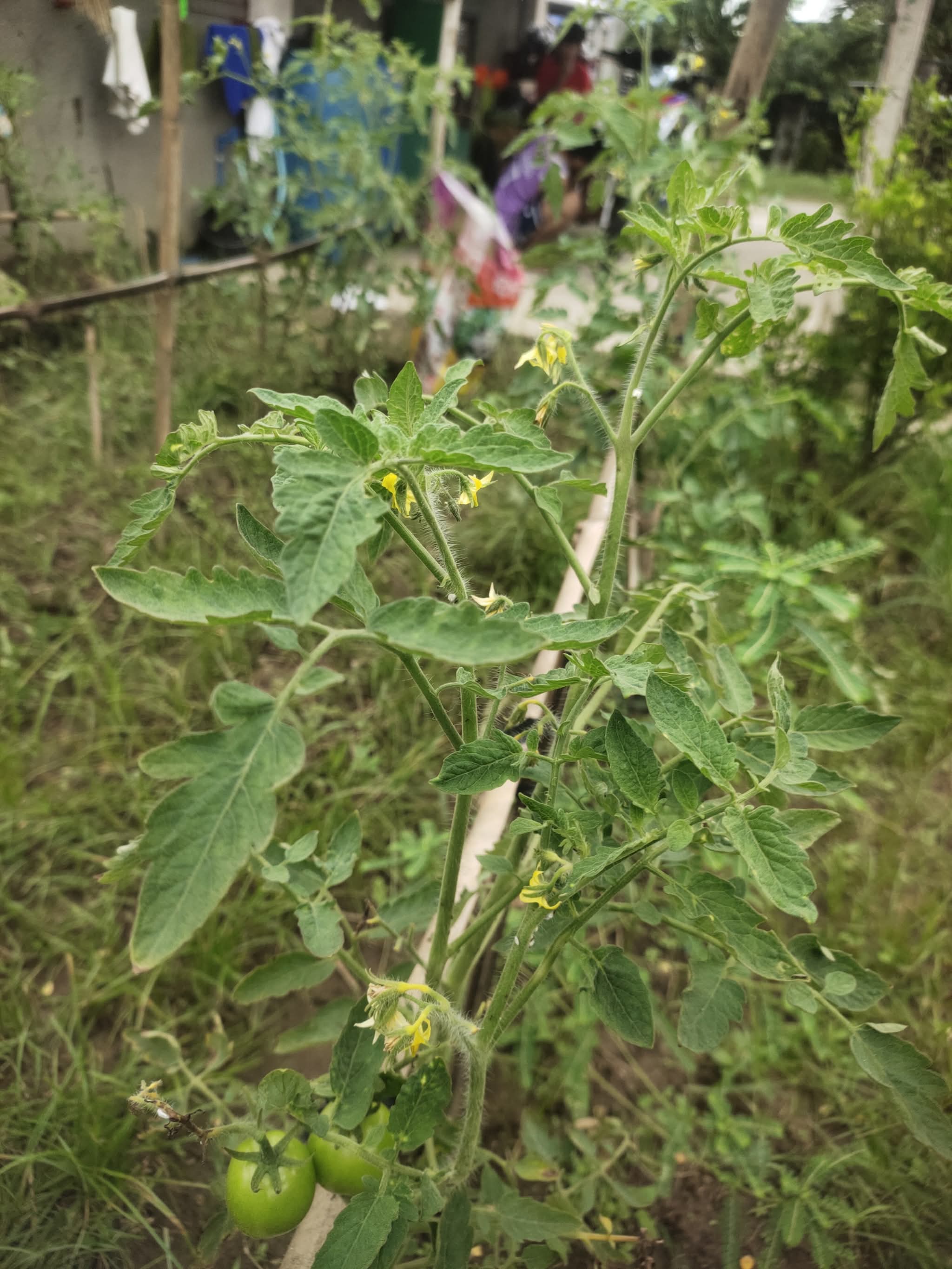 tomato Object Detection Dataset by agribot