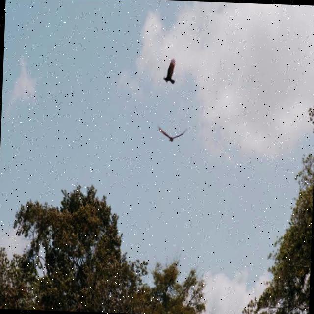 bird Object Detection Dataset by Services