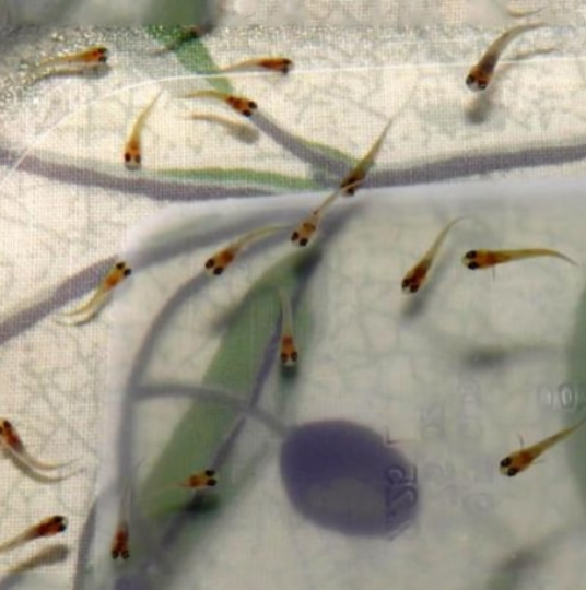 How to Use the gold_fish_ Object Detection API