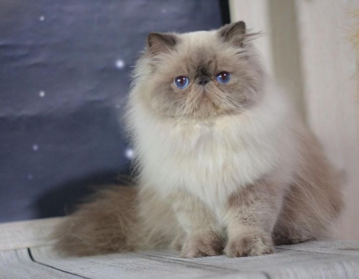 Cat Breeds Object Detection Model By Ploypy