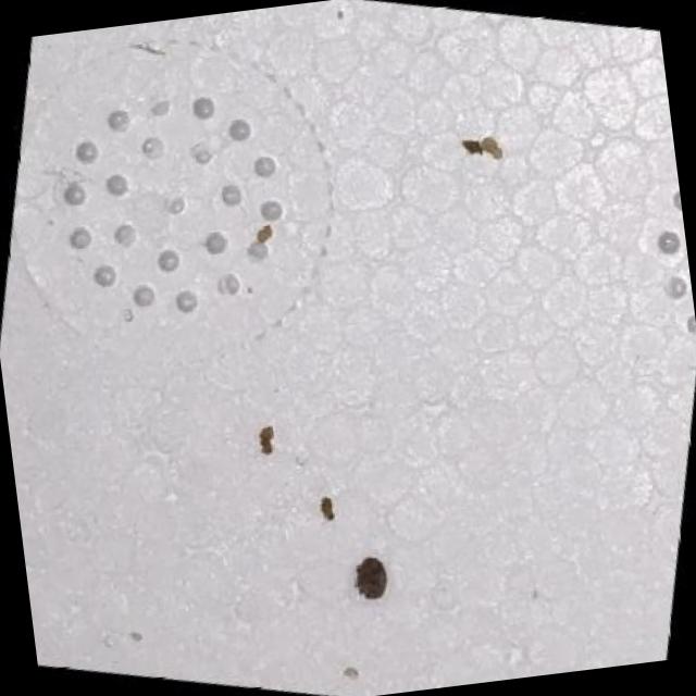 varroa Object Detection Model by Sammy