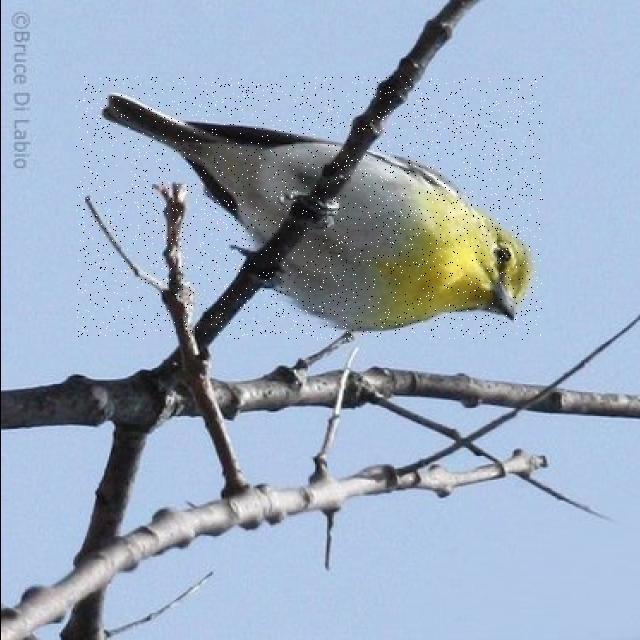 Bird Detection Object Detection Dataset By Bird