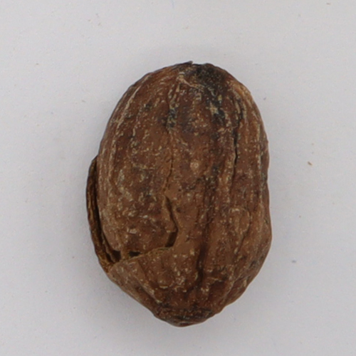 Green Coffee Defect Detect Object Detection Model by Dwi Adityaa