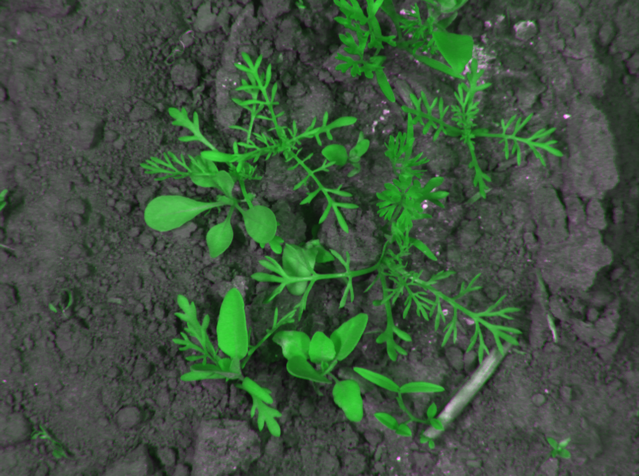 Weed Detection Object Detection Model by Project