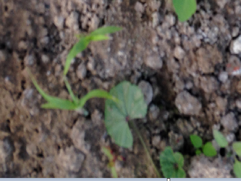 Carrot Weed Object Detection Dataset By Project