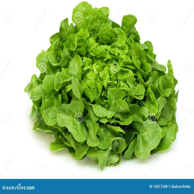 Health Leaf Object Detection Model by project