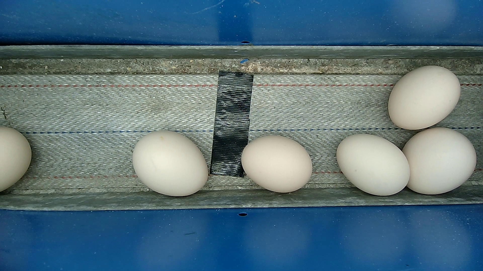 last Object Detection Dataset by eggs