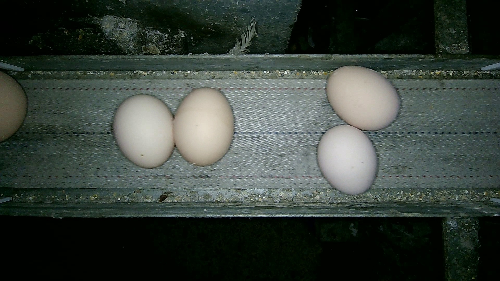 seg egg Instance Segmentation Dataset (v1, 2024-06-20 8:28am) by eggs