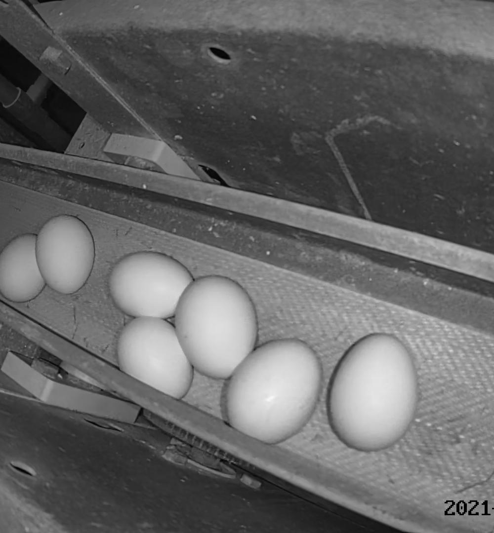 eggs Object Detection Dataset by eggs