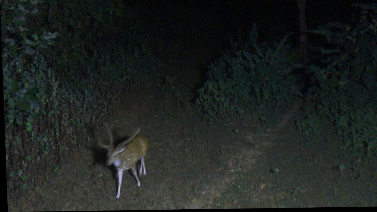 detection Object Detection Dataset by animal detect