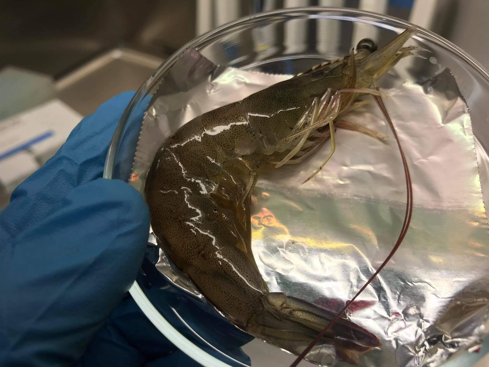 How to Use the Shrimple Image Classification Classification API