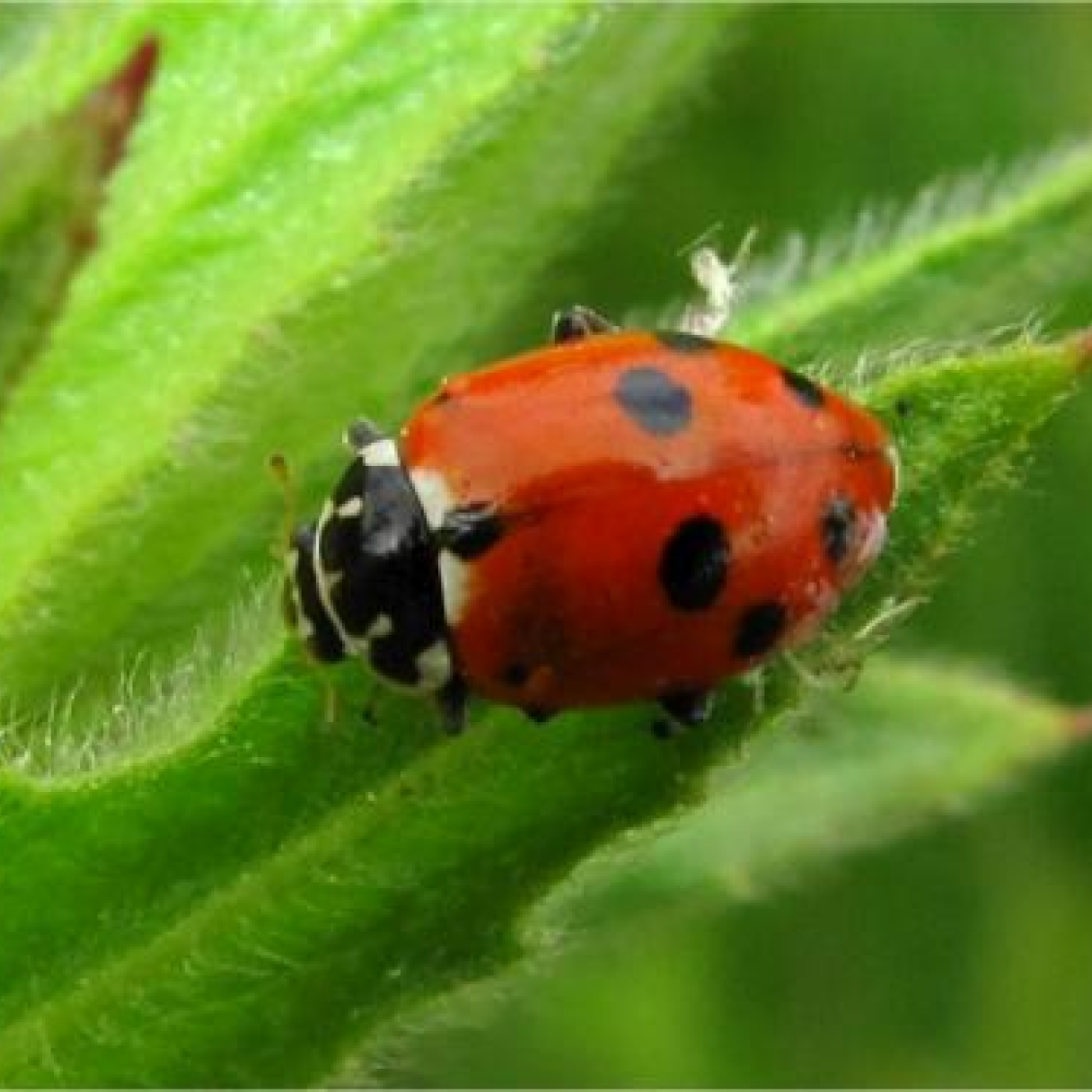 Detection Coccinellidae Object Detection Dataset By Eva Nurmalasari