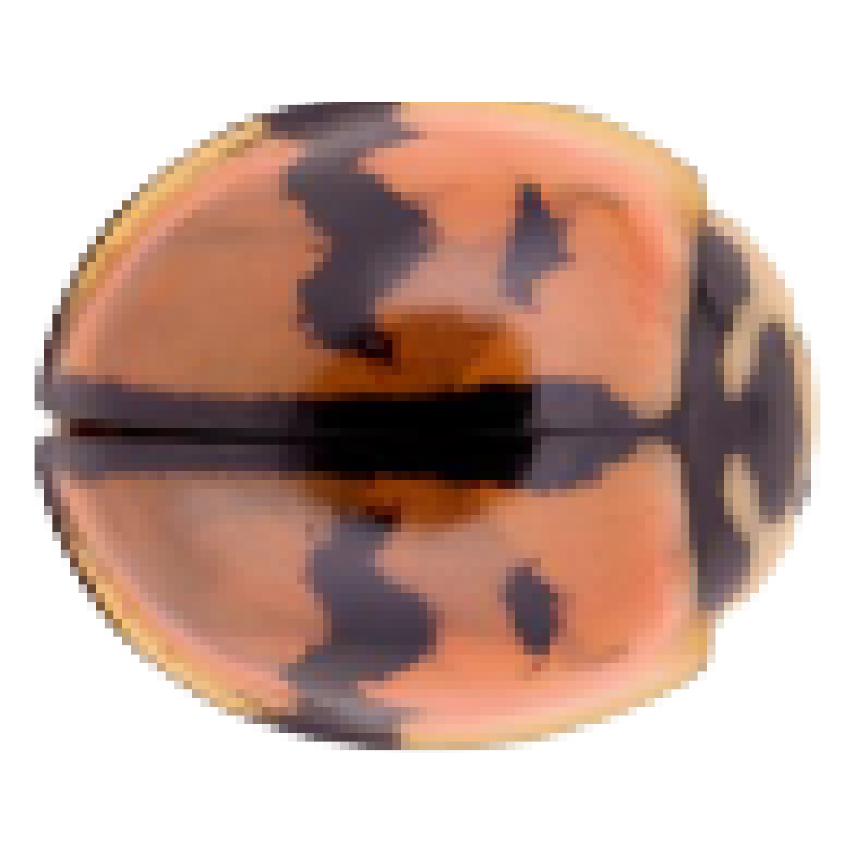 Kumbang Koksi Object Detection Dataset And Pre Trained Model By Eva Nurmalasari