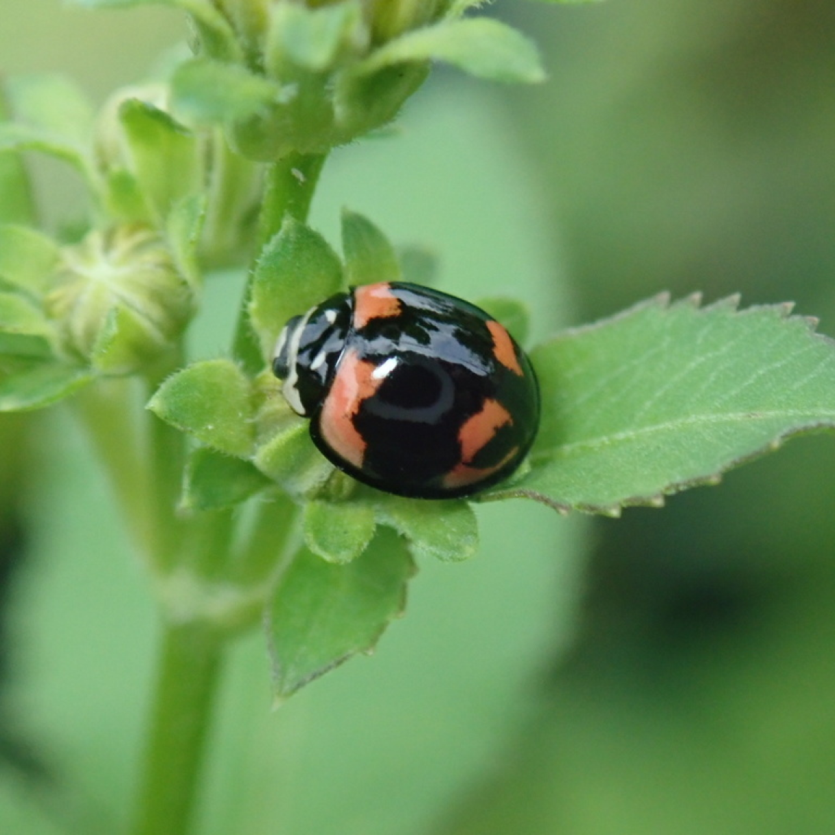 Coccinellidae_kumbang Object Detection Dataset and Pre-Trained Model by ...