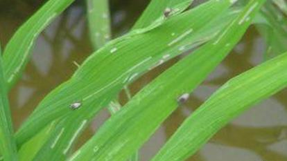 Common Rice Pests (Philippines) Object Detection Model by Data Science ...