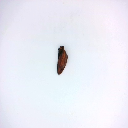 IA Perfecto Labs - Roboflow Universe