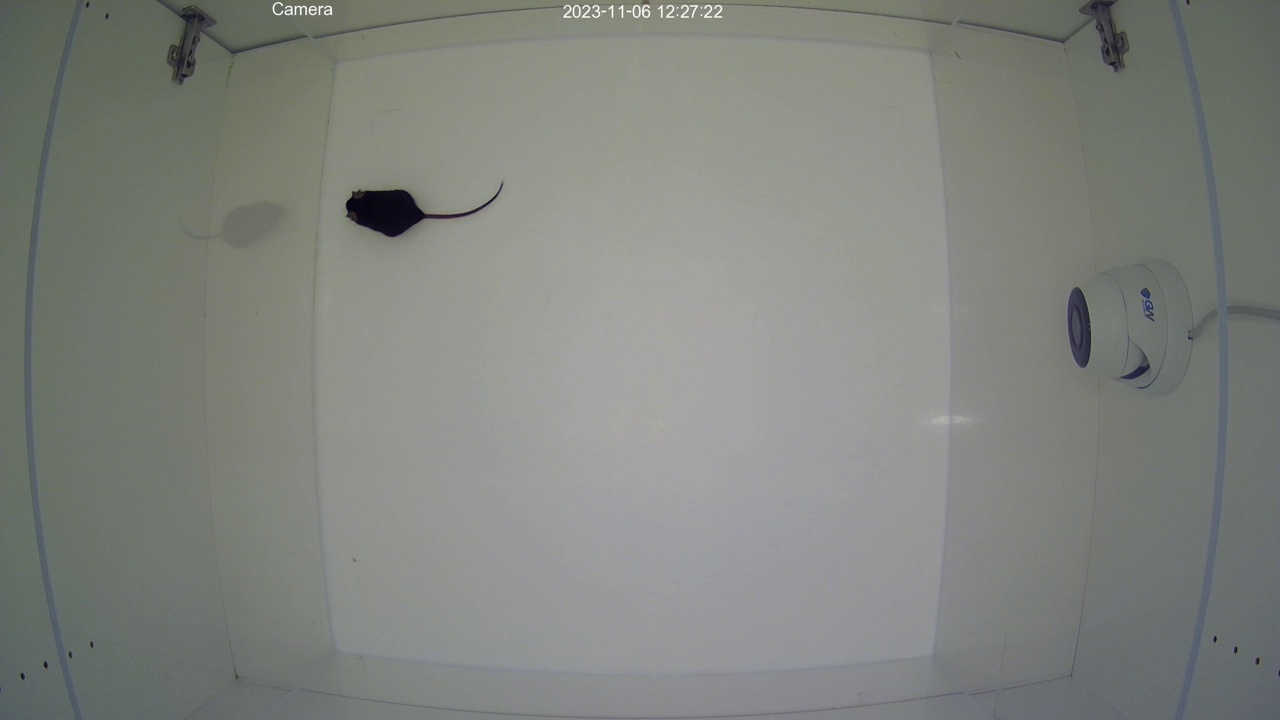 Mouse-grooming-trial-1 Instance Segmentation Dataset and Pre-Trained Model by Indiana University