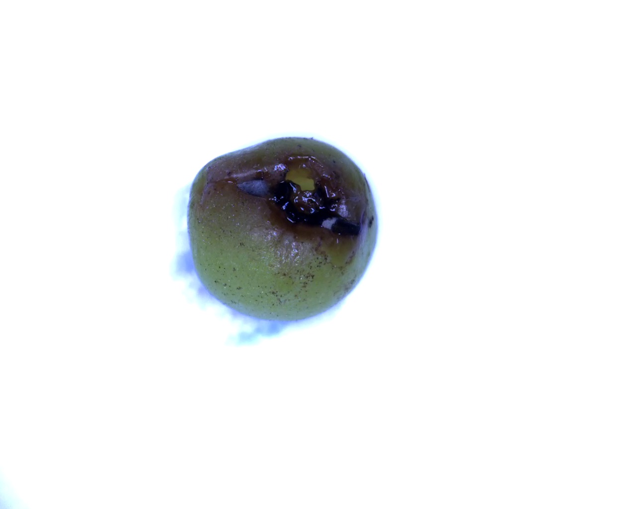 Grape Freshness Object Detection Model by Grapes