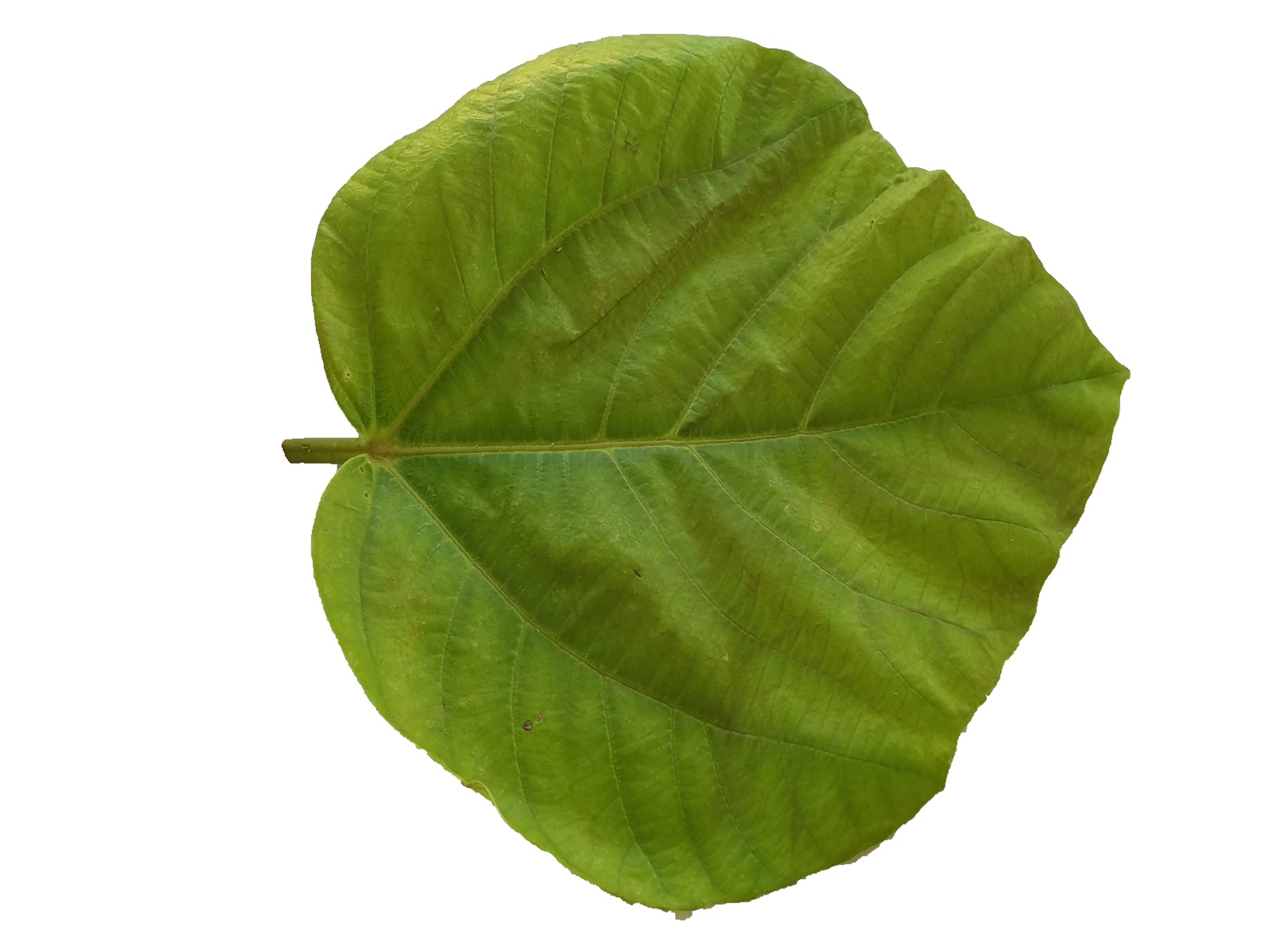 Medicinal Plant Detection2 Object Detection Dataset By Project