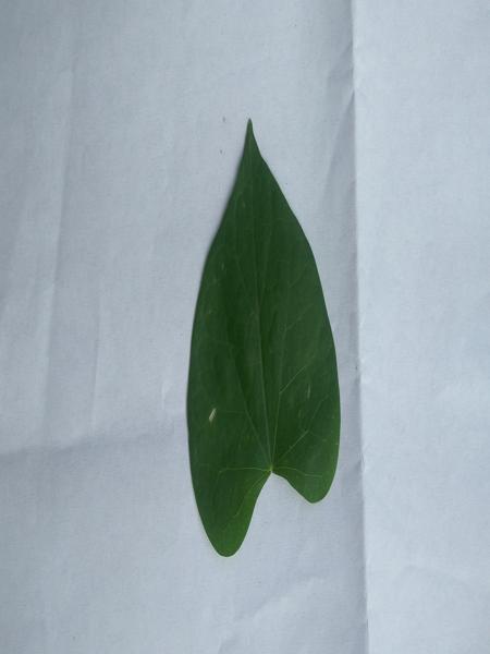 labelled leaf Object Detection Dataset by Project