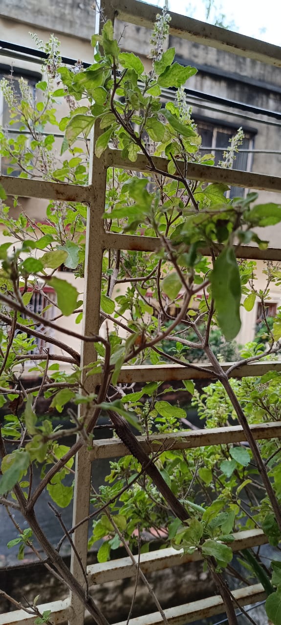 Plant Detection Medicinal Object Detection Dataset By Project