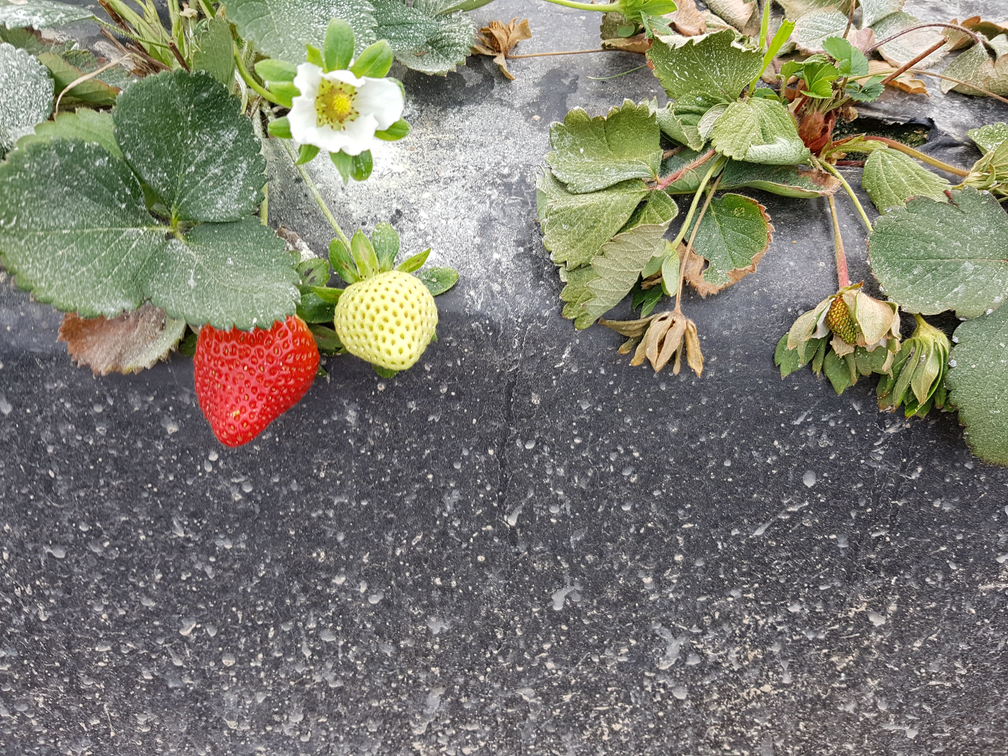 Strawberry Strawid Object Detection Dataset And Pre Trained Model By