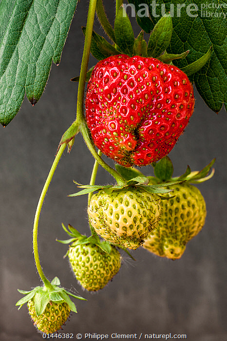 Strawberry Detection2 Object Detection Dataset And Pre Trained Model By